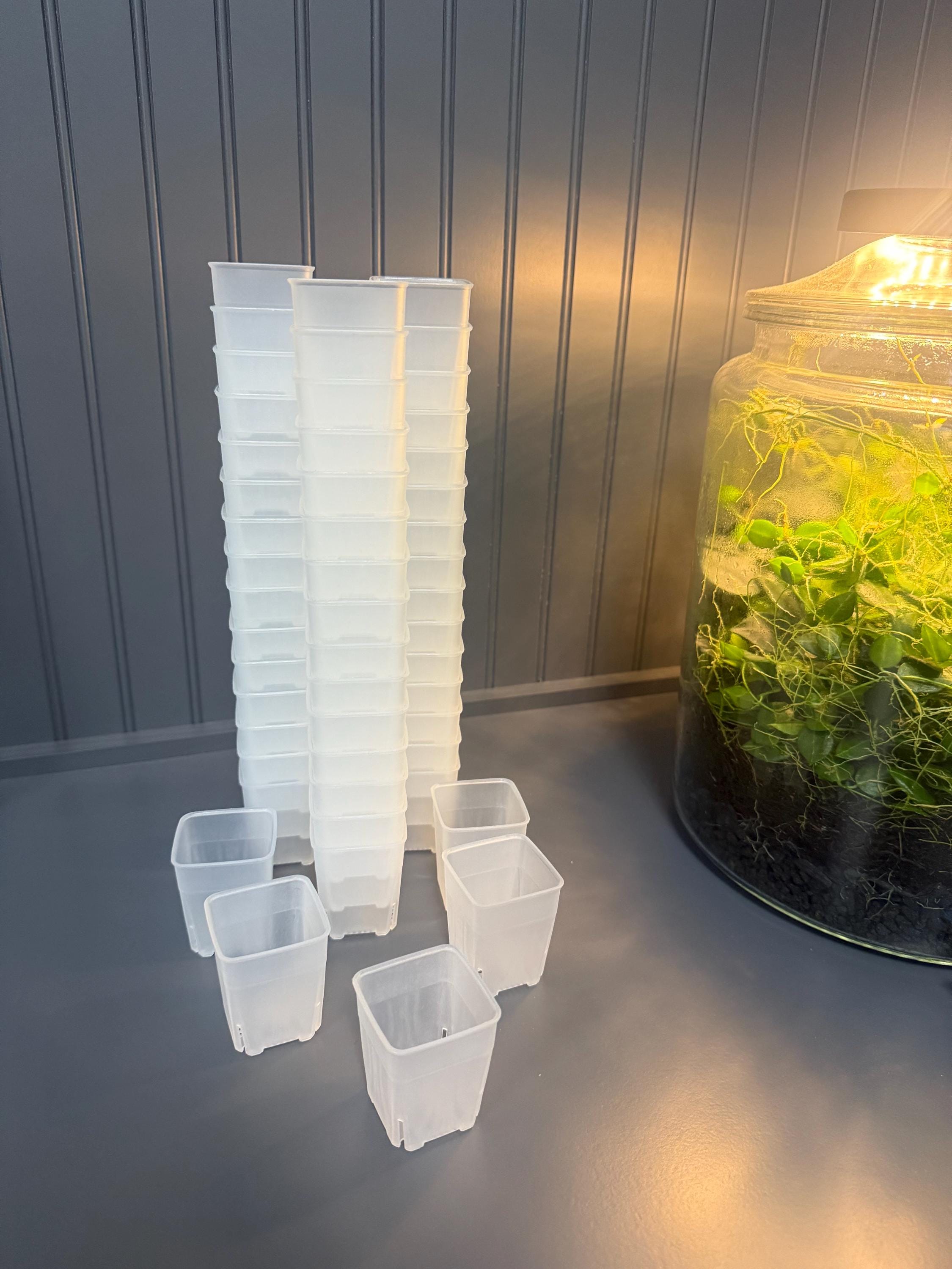 Square Nursery Pots 50 Pack 1.5 Wide | Propagation | Self Watering ...