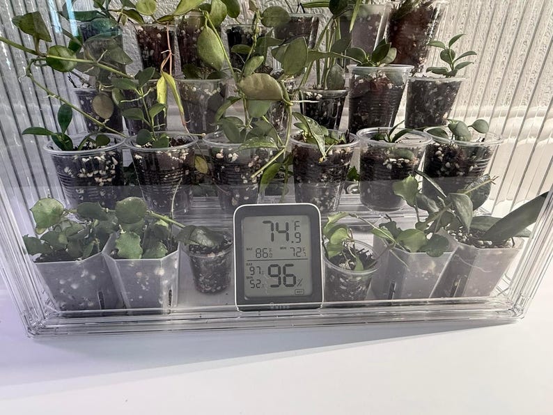 Humidity Propagation Box | Self Watering | Hoya | Acrylic | Nursery ...