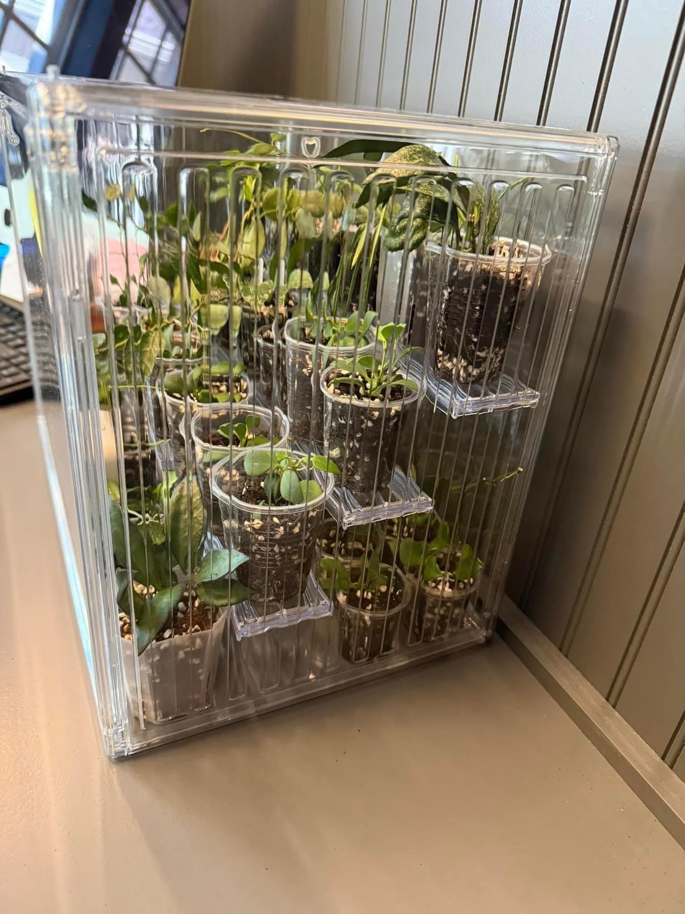 Humidity Propagation Box | Self Watering | Hoya | Acrylic | Nursery ...