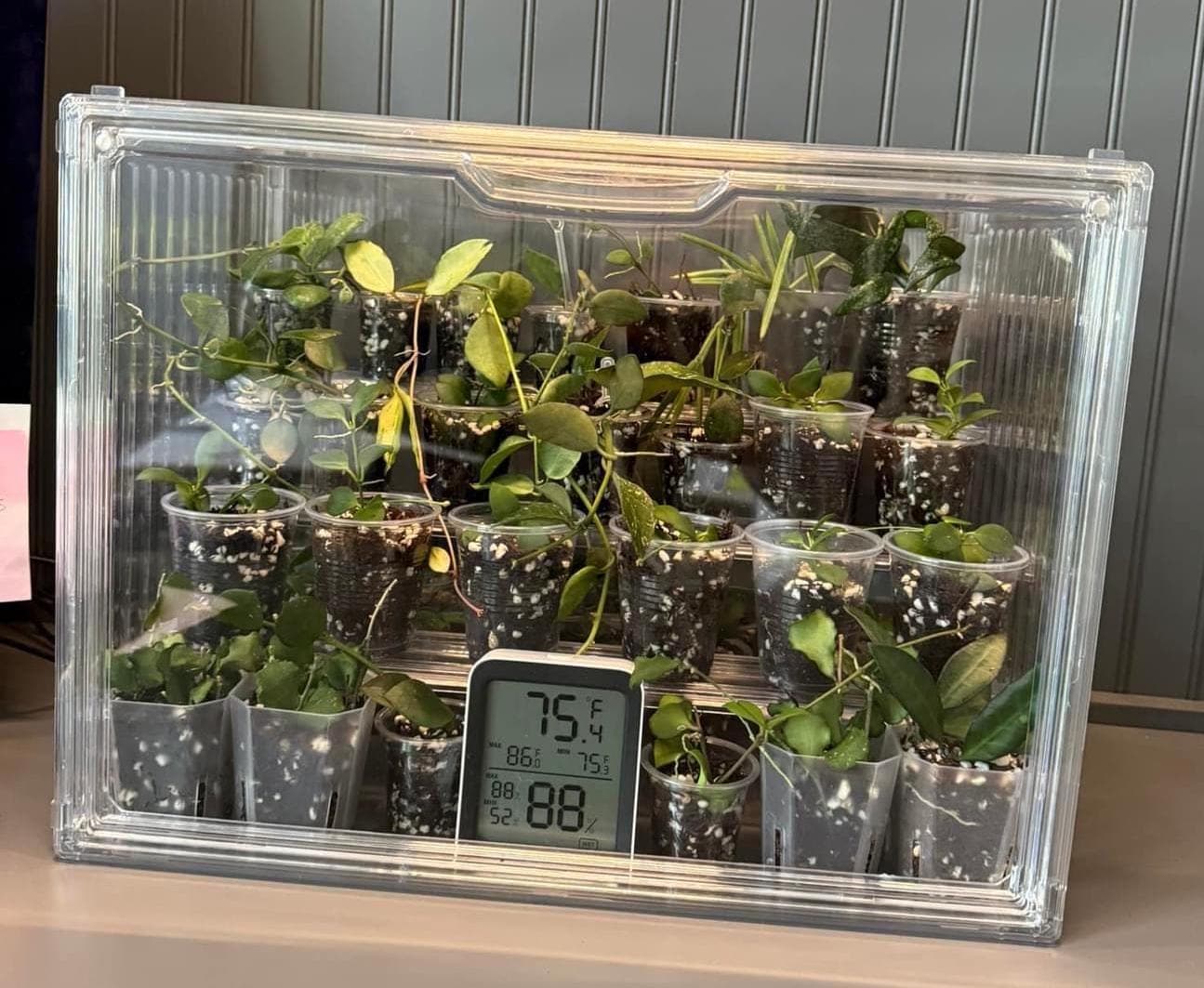 Humidity Propagation Box | Self Watering | Hoya | Acrylic | Nursery ...