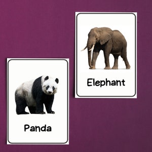 Wild Animals (real Pictures) Flash Cards, 16 Editable Montessori Cards ...