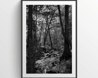 Atmospheric Hiking Trail - Black and White Forest Photograph - Forest ...