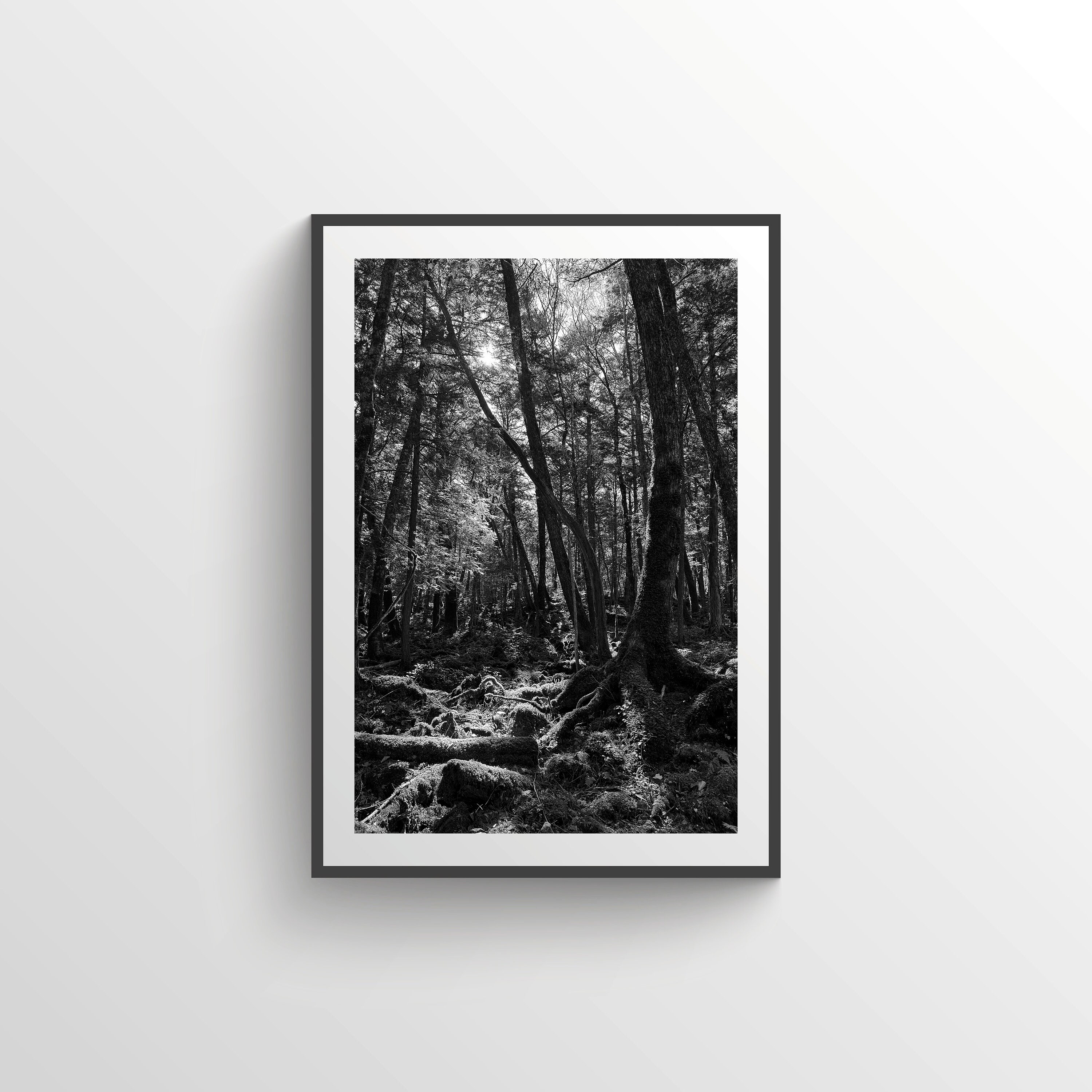Atmospheric Hiking Trail - Black and White Forest Photograph - Forest ...