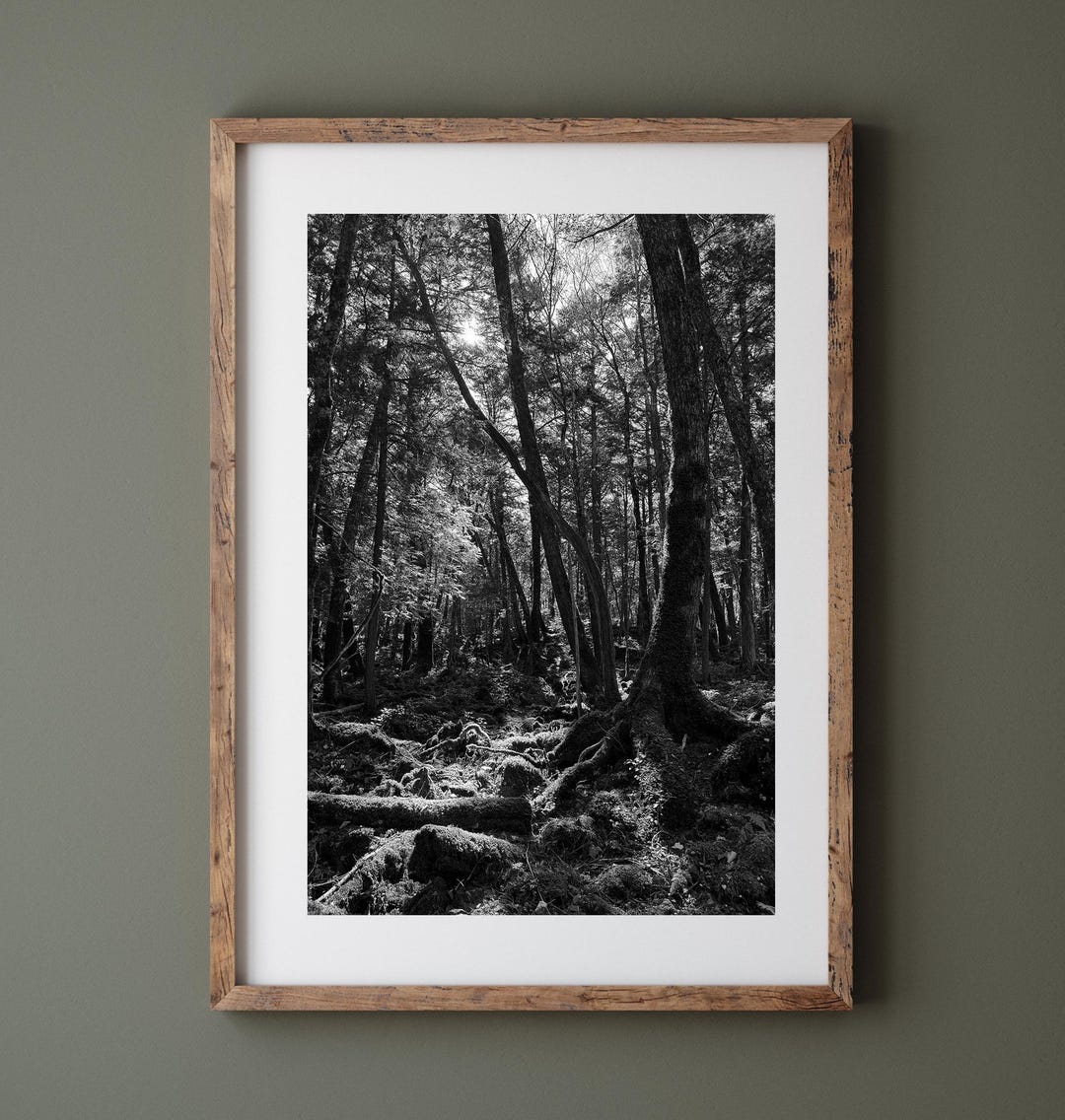 Atmospheric Hiking Trail - Black and White Forest Photograph - Forest ...
