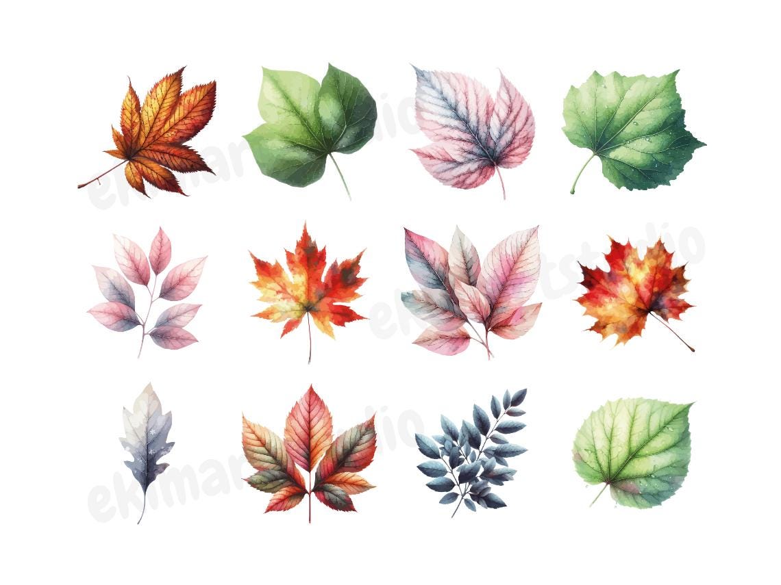 Watercolor Leaf Clipart | Autumn PNG | PNG Bundle | Flower Clipart ...