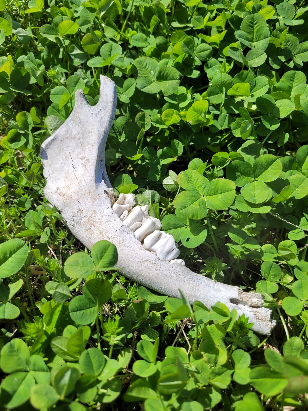 Rustic Weathered Goat Jawbone A Symbol of Resilience and Spiritual ...