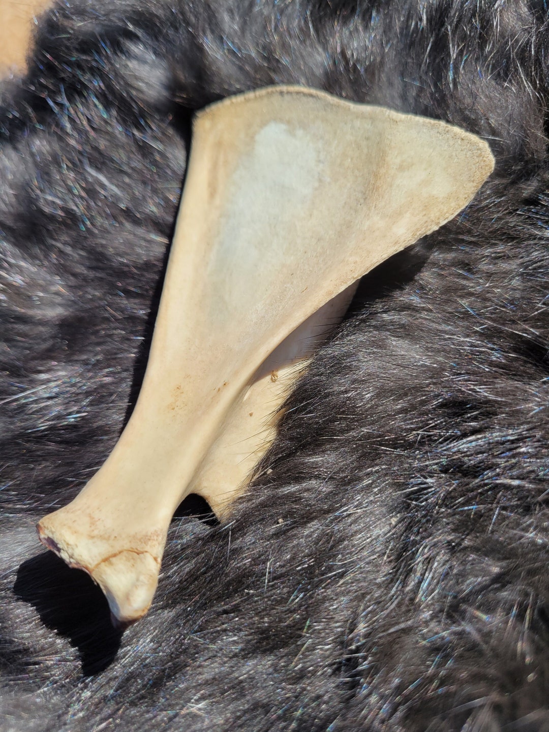 Spiritual Energy Enhancer Pygmy Fainting Goat Scapula Metaphysical ...