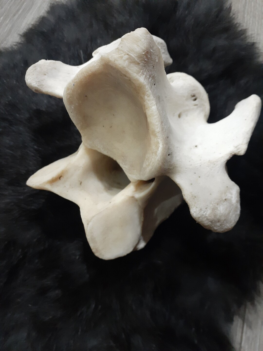 Cow Vertebrae - Embrace Grounding Energies & Spiritual Wisdom - Etsy