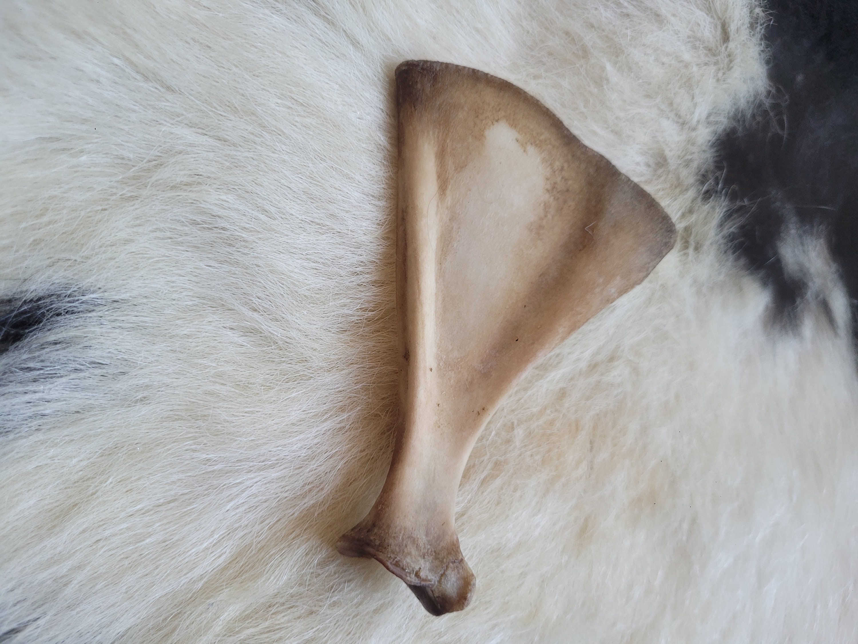 Pygmy Fainting Goat Scapula Shoulder Blade - Etsy