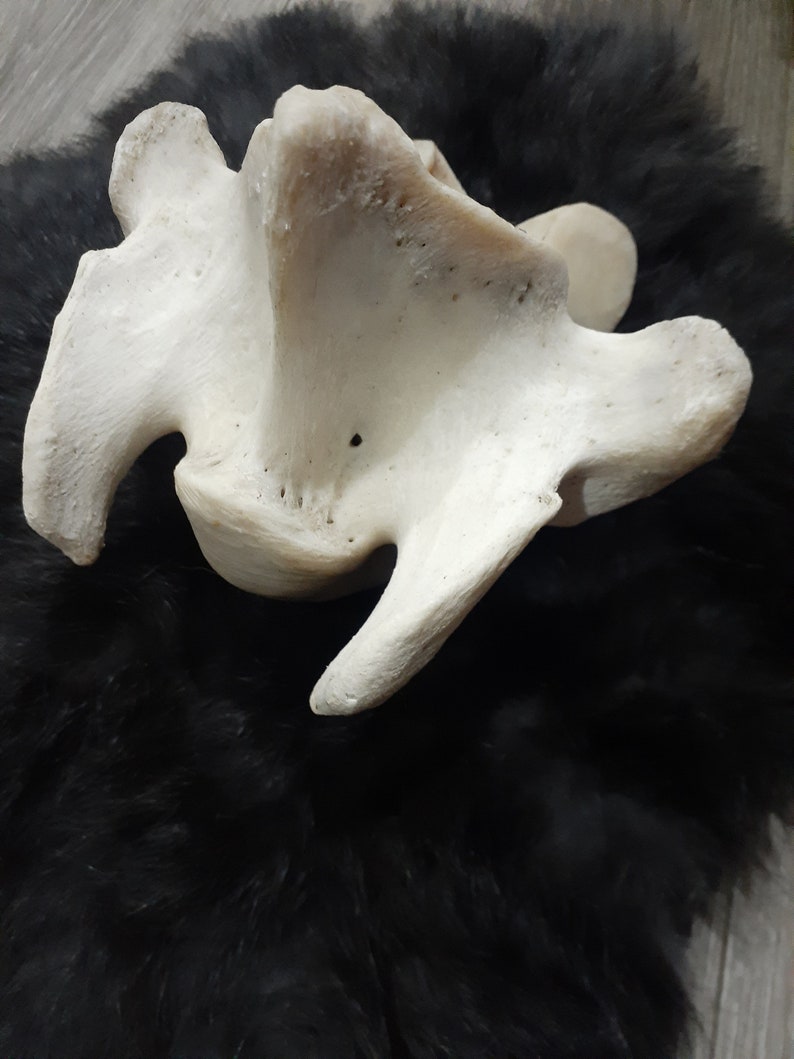 Cow Vertebrae Embrace Grounding Energies & Spiritual Wisdom - Etsy