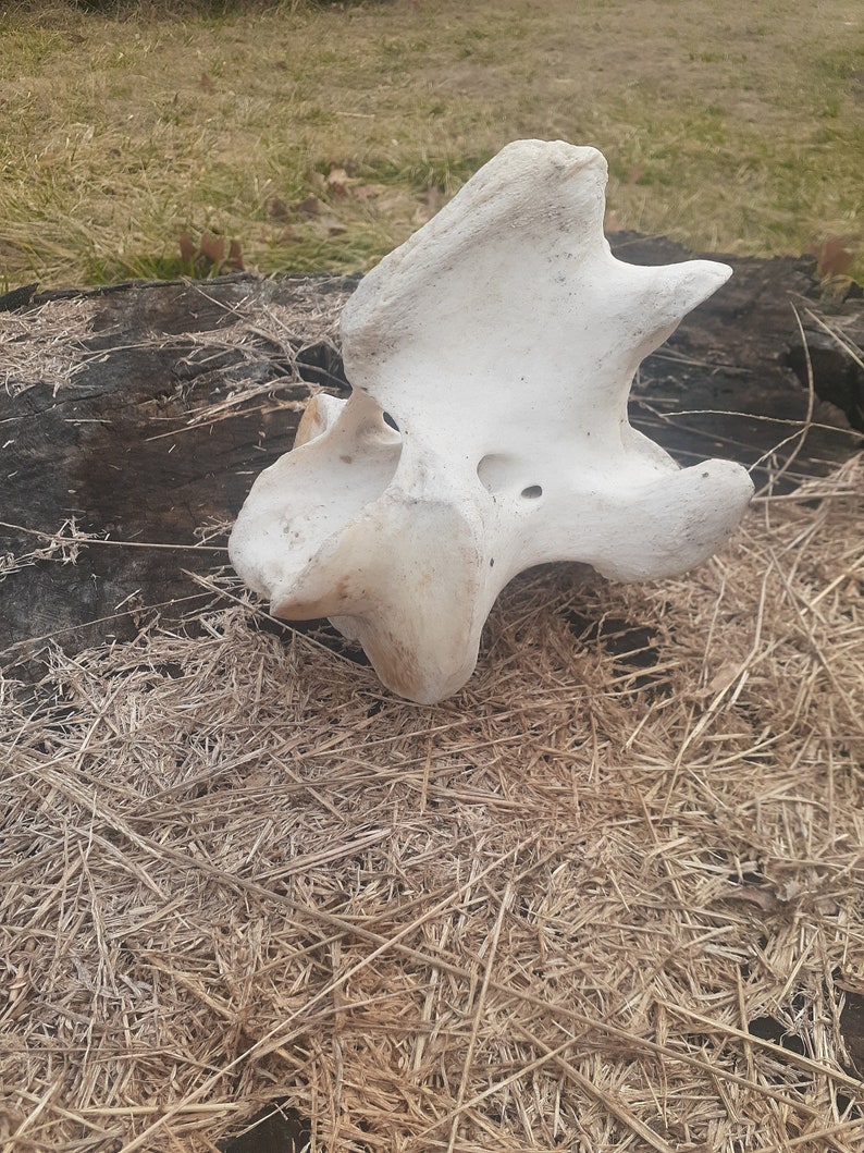 Cow Cervical Vertebrae: Metaphysical & Spiritual Energy Channeling Tool ...