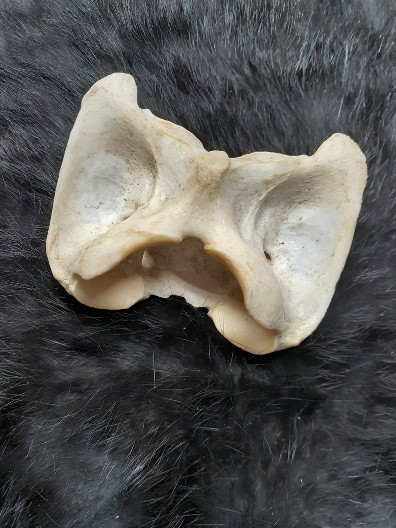 Sacred Whitetail Deer Atlas Bone - Etsy