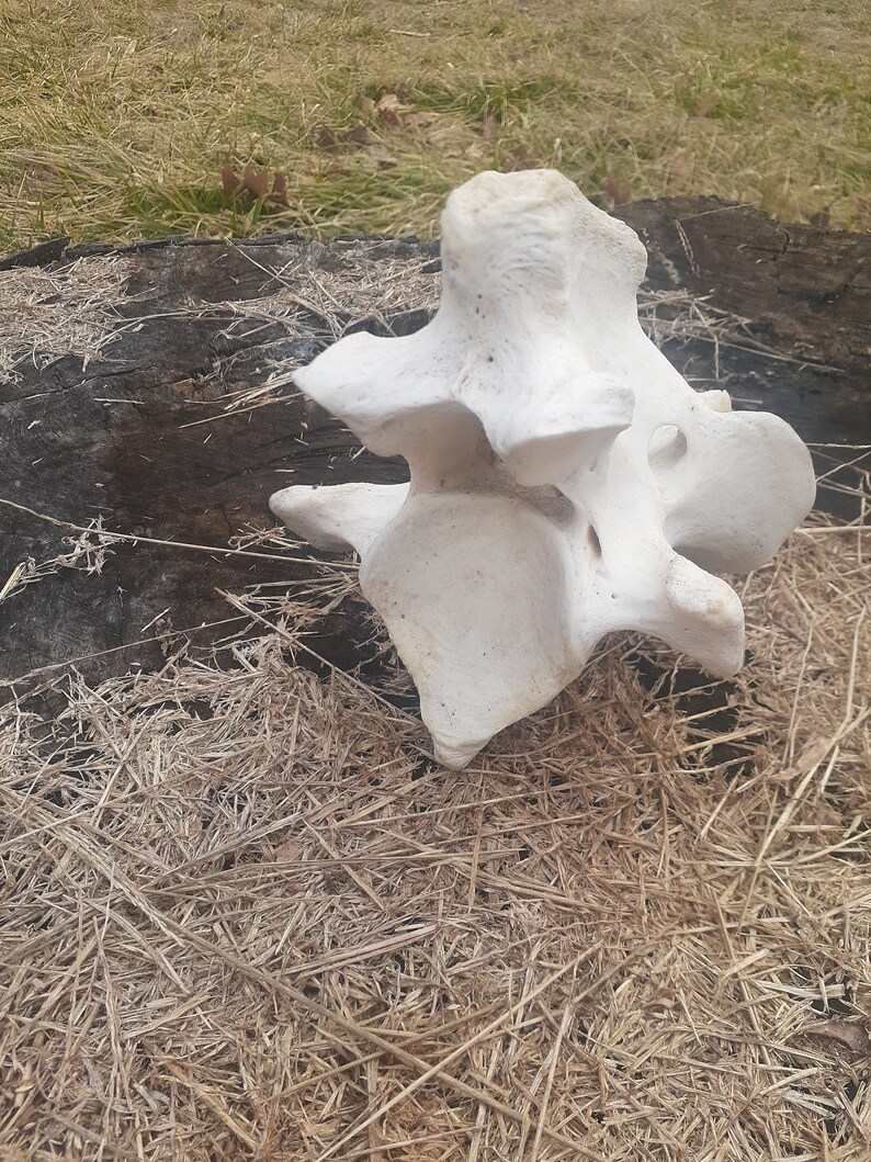 Cow Cervical Vertebrae: Metaphysical & Spiritual Energy Channeling Tool ...