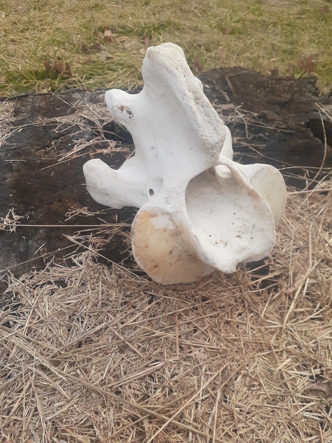 Cow Cervical Vertebrae: Metaphysical & Spiritual Energy Channeling Tool ...