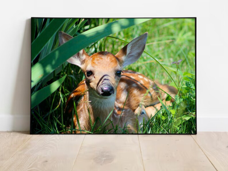 White-tailed Fawn Print Animal Wall Art, Digital Download, Instant ...