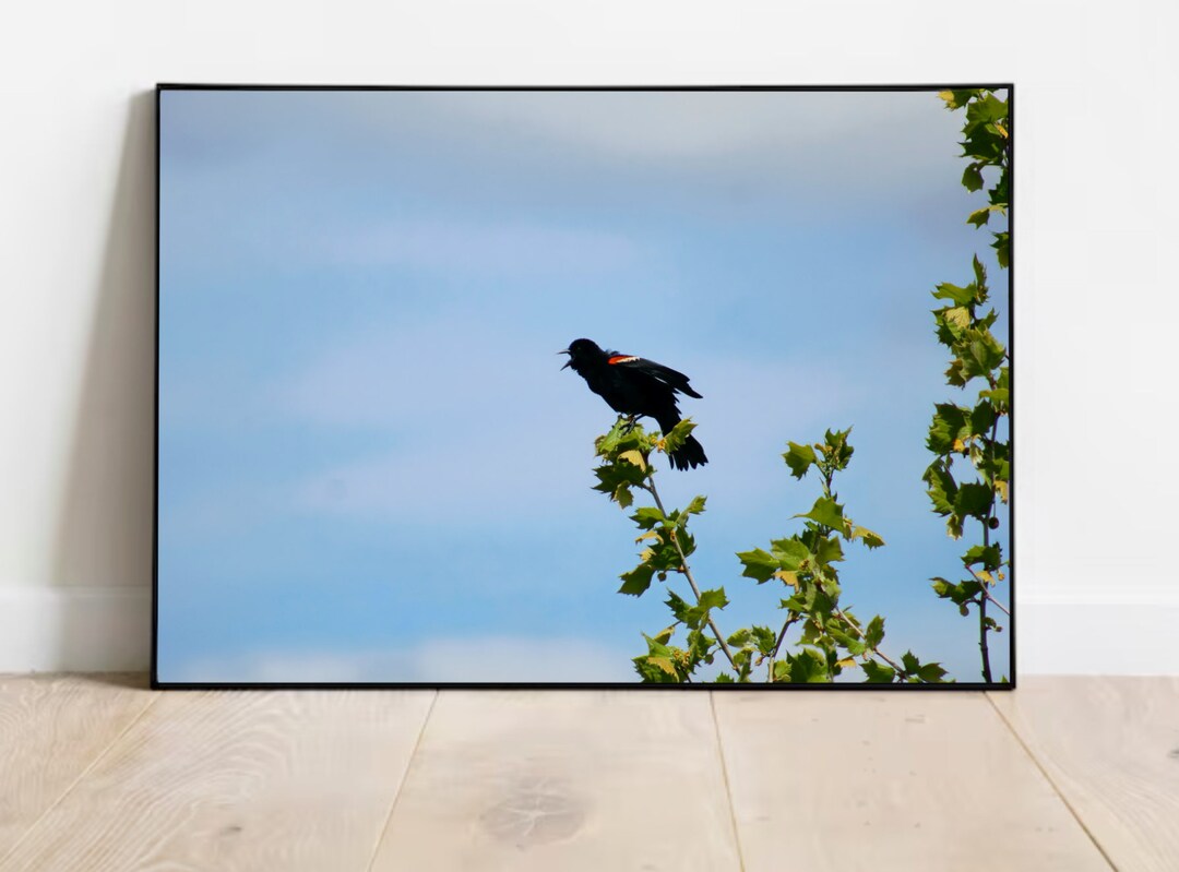 Red-winged Blackbird Print Animal Wall Art, Digital Download, Instant ...
