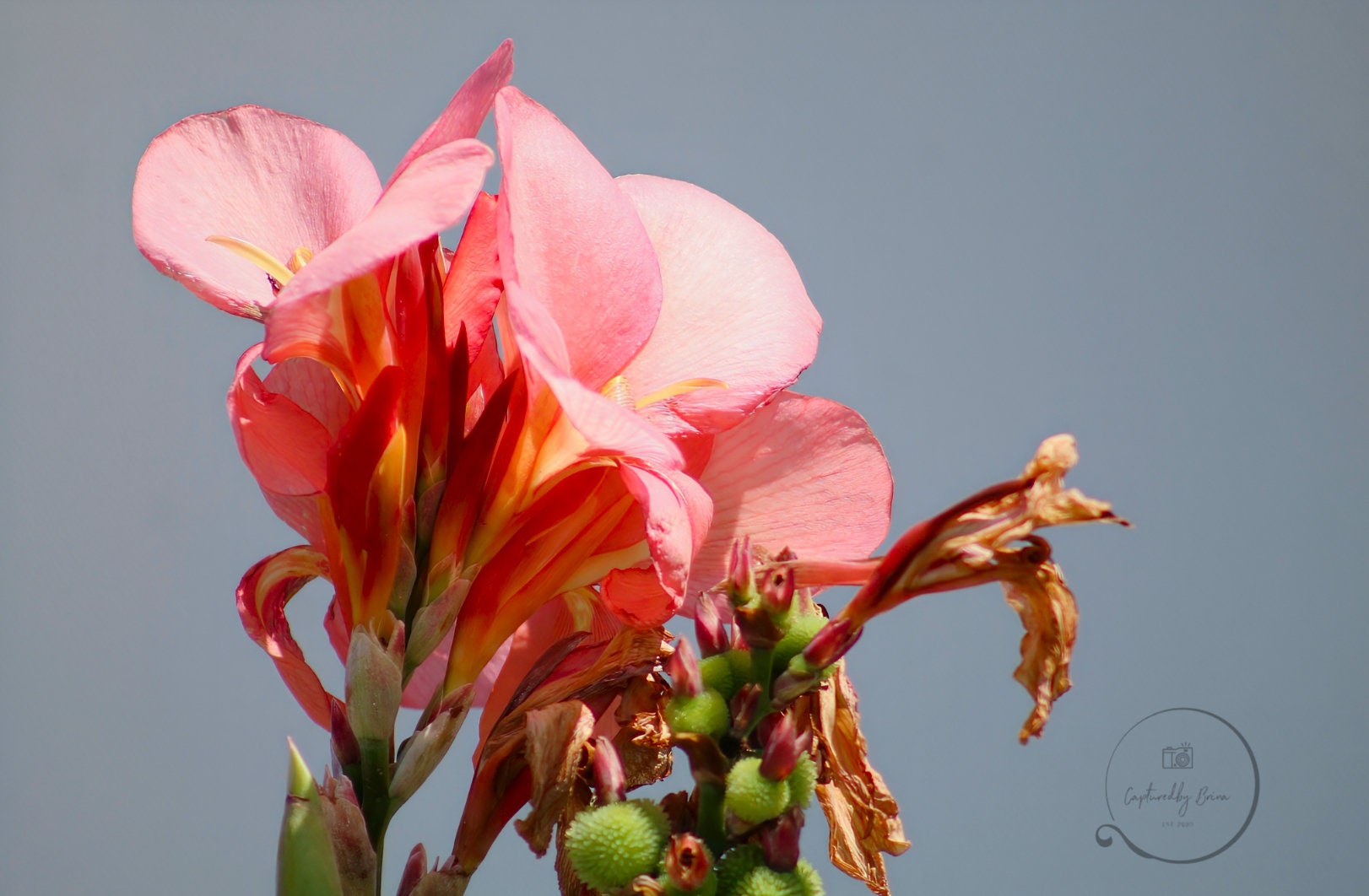 Indian Shot Flower Print Flower Wall Art, Digital Download, Instant ...