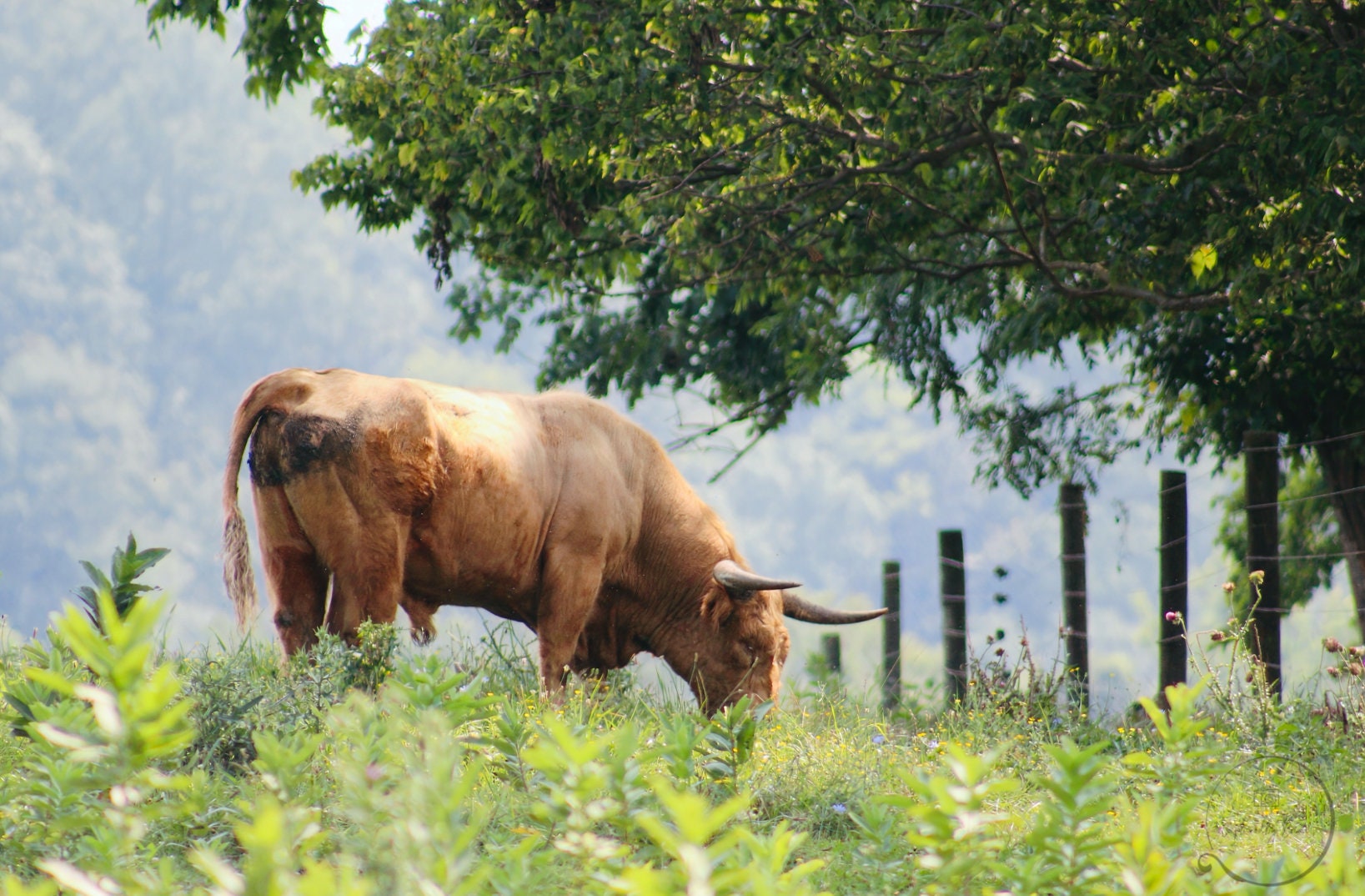 Cow Print Printable Photo Digital Photography Instant Download Farm ...