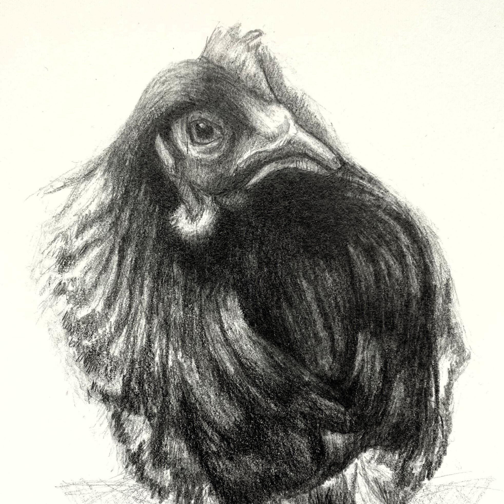 Custom Mini Pet Portrait W. Mat and Frame: Hand Drawn Art for Pet ...