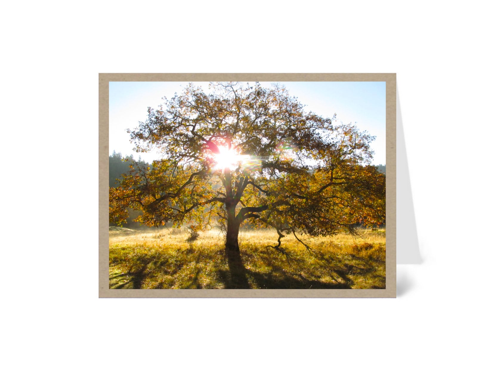 Oak Tree in Golden Sunbeams, Nature Greeting Card Blank Inside With ...