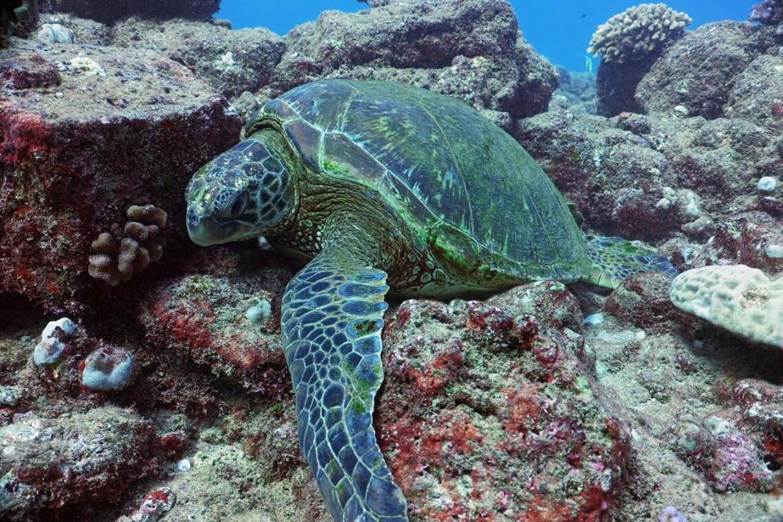 Sea Turtle Decor Digital Download - Etsy