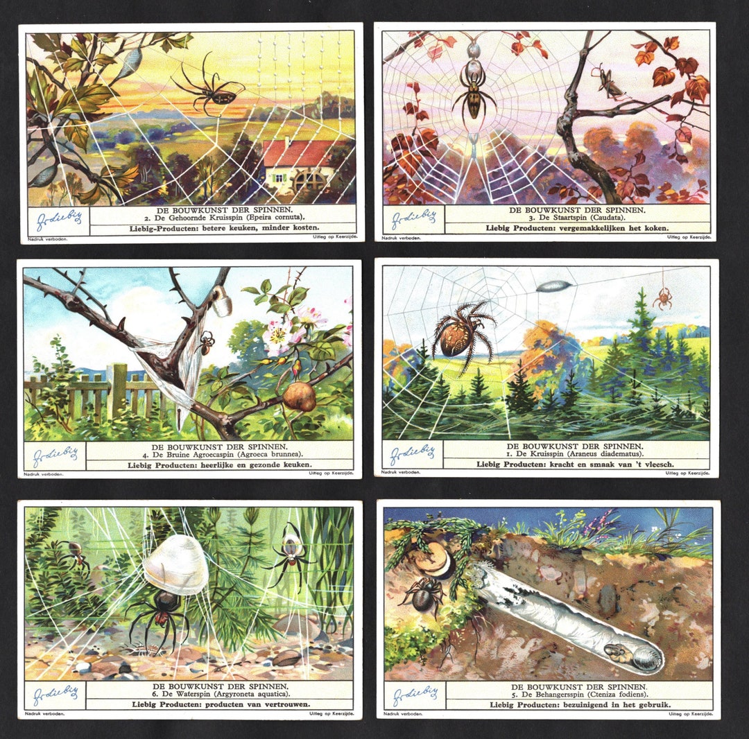 Liebig Spiders & Webs Cards Set Vintage and Original From 1935 Insect ...