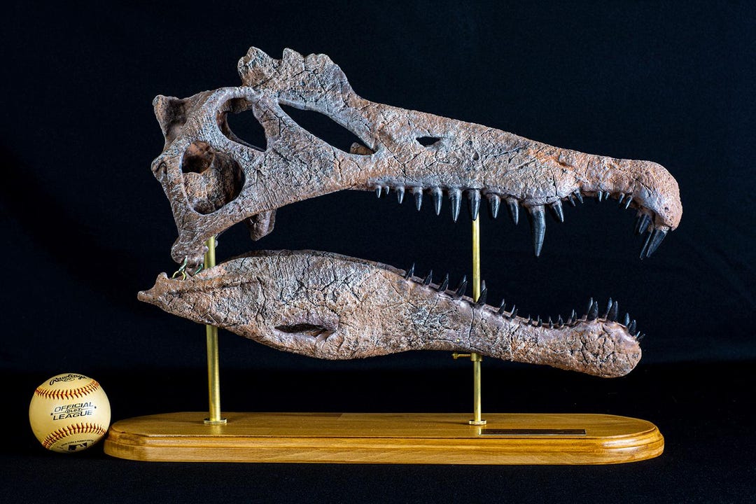 Big & Museum Quality Spinosaurus Skull Replica: Chestnut Wood Base ...