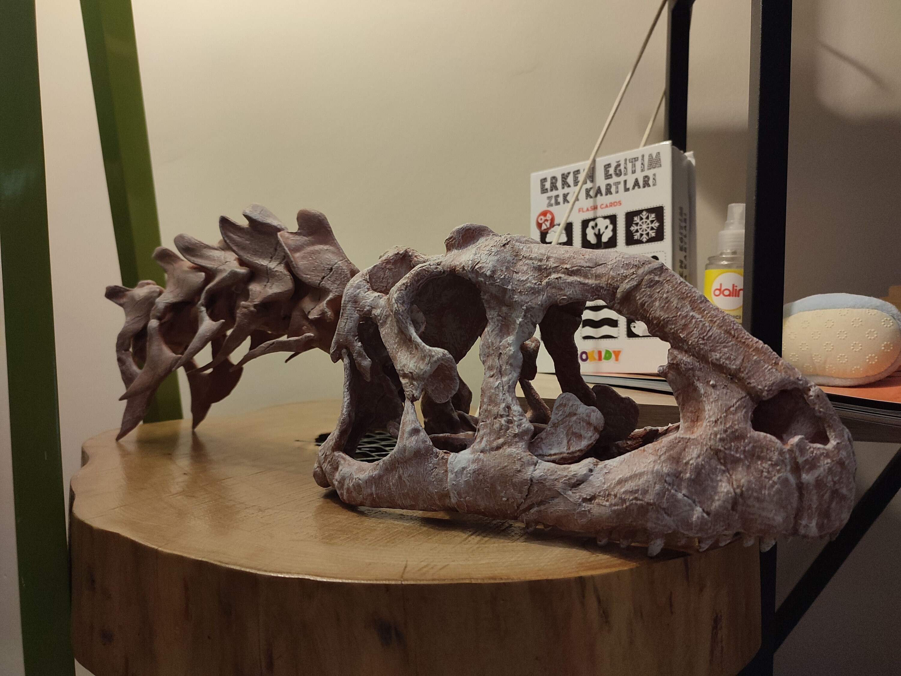 Majungasaurus Skull and Vertebrae Replica Sculpture From Real Fossil - Etsy