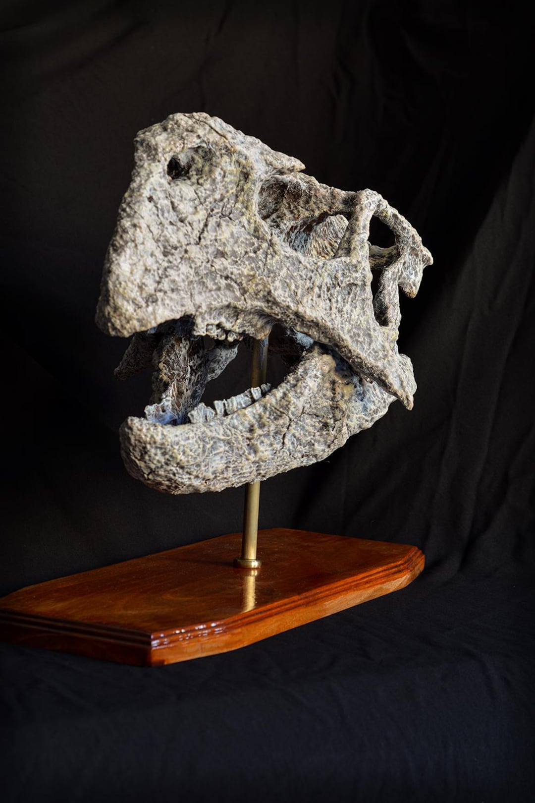 Handmade Psittacosaurus Skull Replica: Museum Quality Dinosaur Gift - Etsy