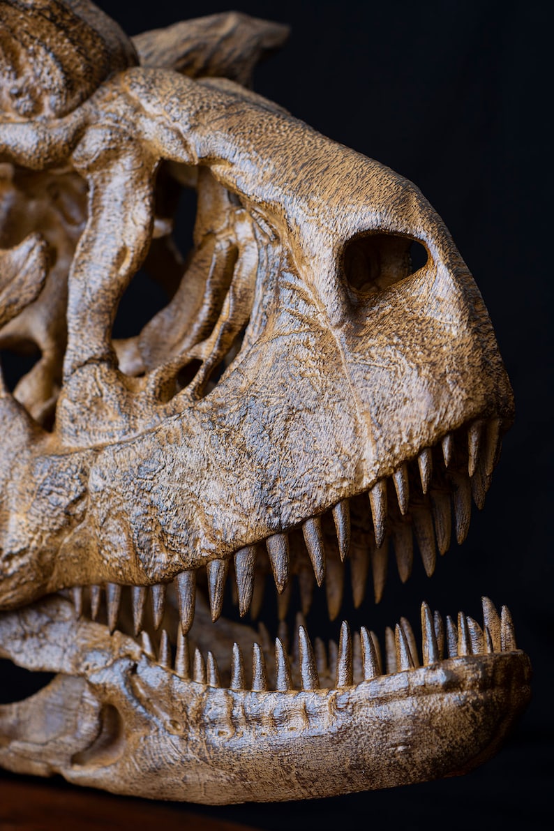 Carnotaurus Skull Replica Sculpture From Real Fossil Wooden Base, Brass ...