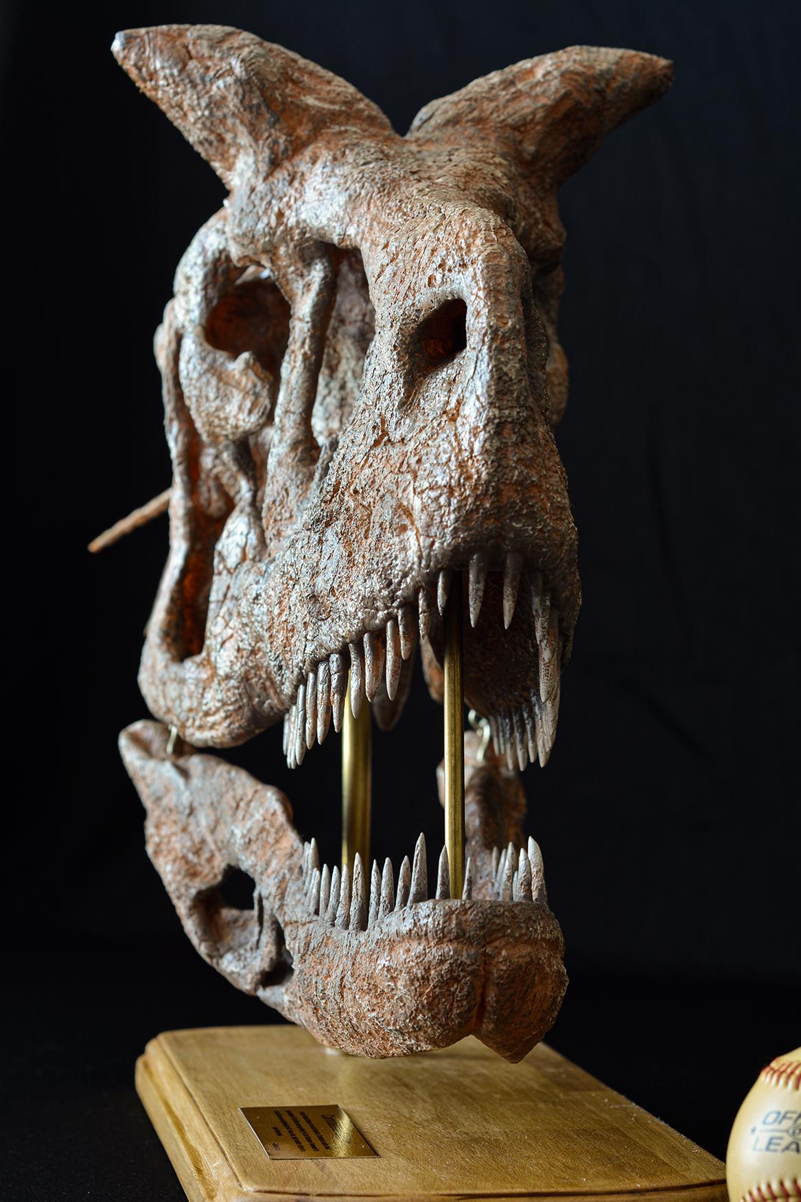 Carnotaurus Skull Replica: Museum-grade Dinosaur Fossil With Vertebrae ...