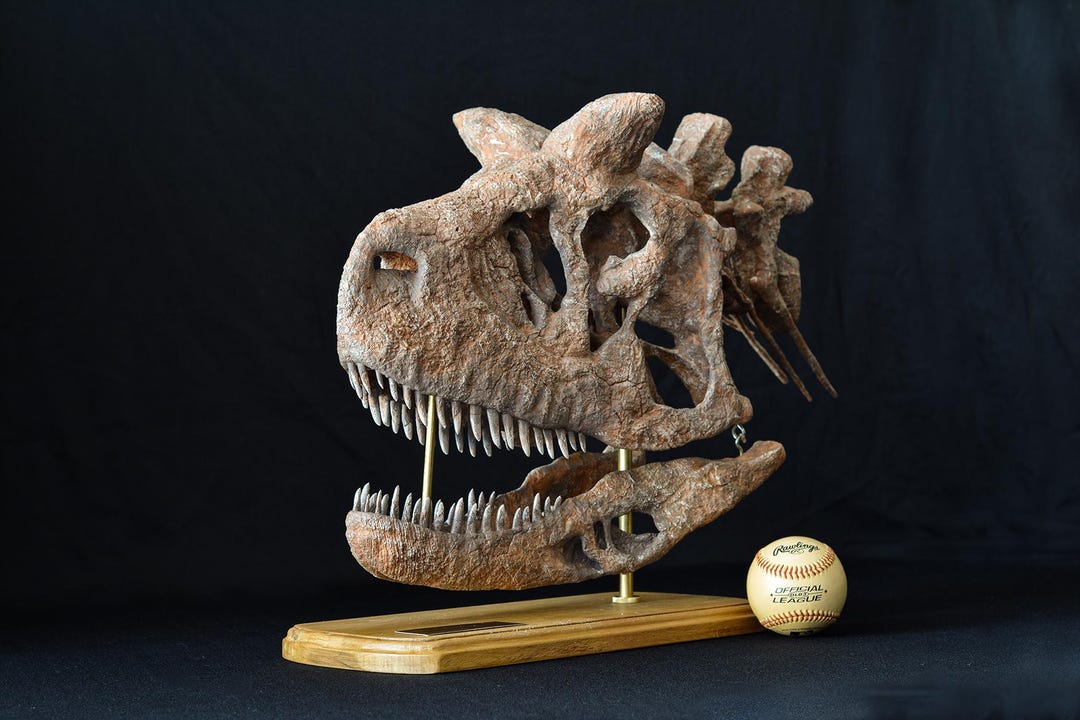 Big Carnotaurus Sastrei Skull Replica With Vertebrae – Museum-grade ...
