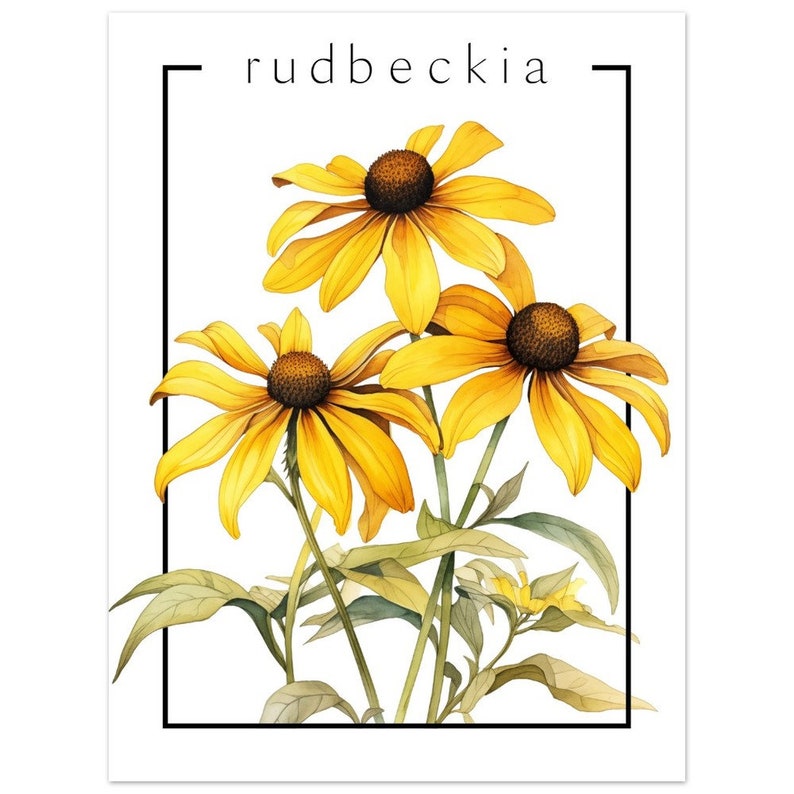 Golden Yellow Black Eyed Susan (rudbeckia) - Premium Watercolor Print ...