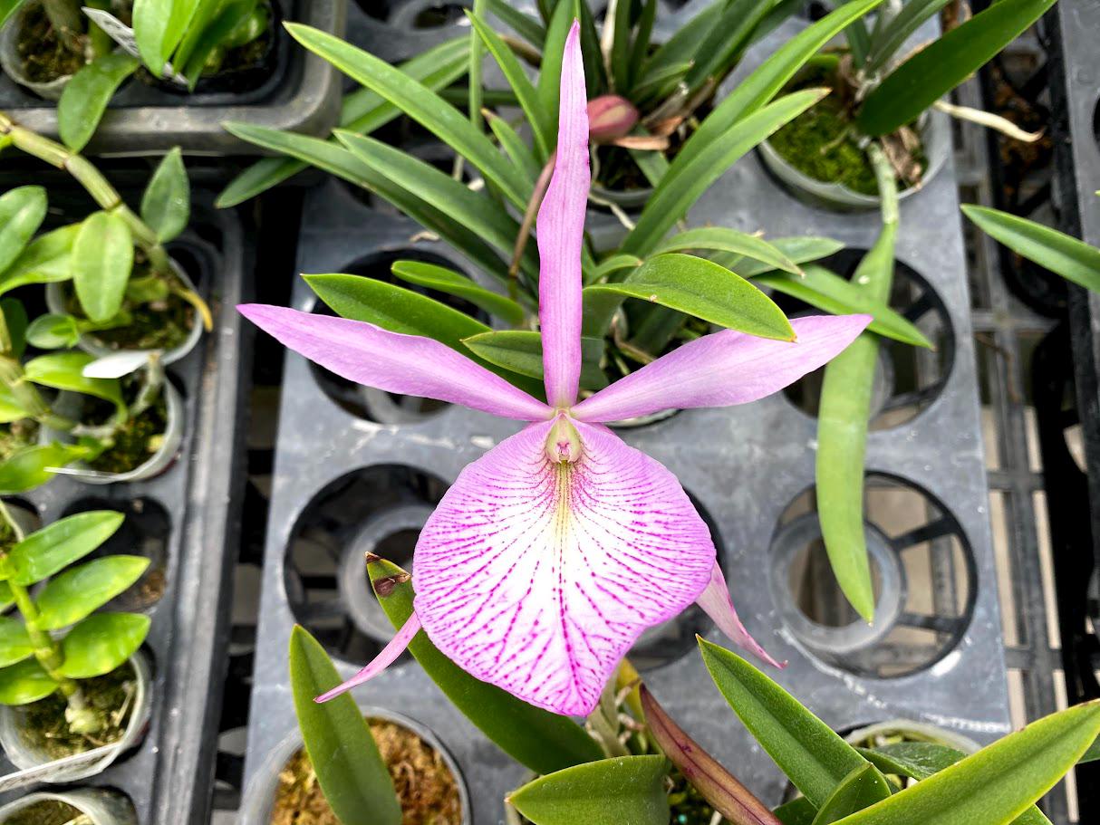 Brassocattleya (bc.) Pinky Snookie (b.nodosa × C. Walkeriana), Blooming ...
