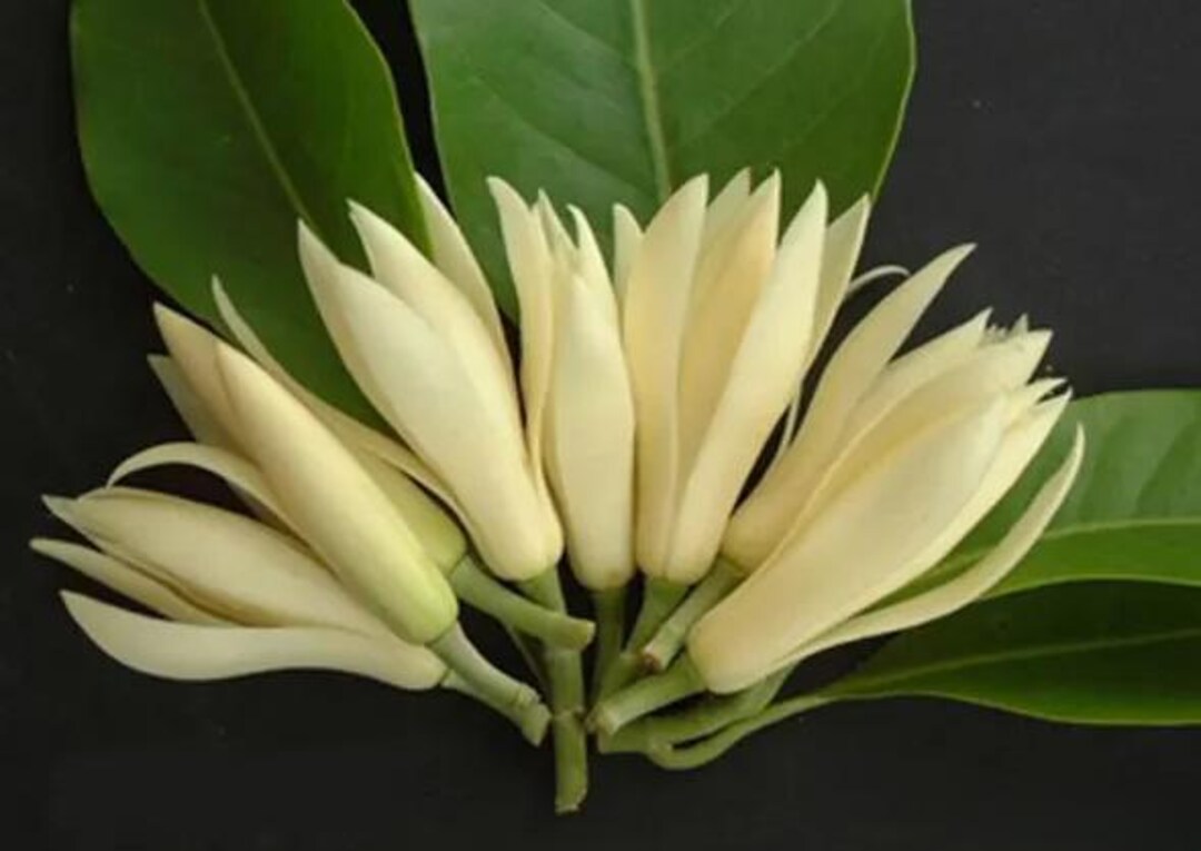 White Fragrant Himalayan Champaca (michelia Champaca 'alba') VERY ...