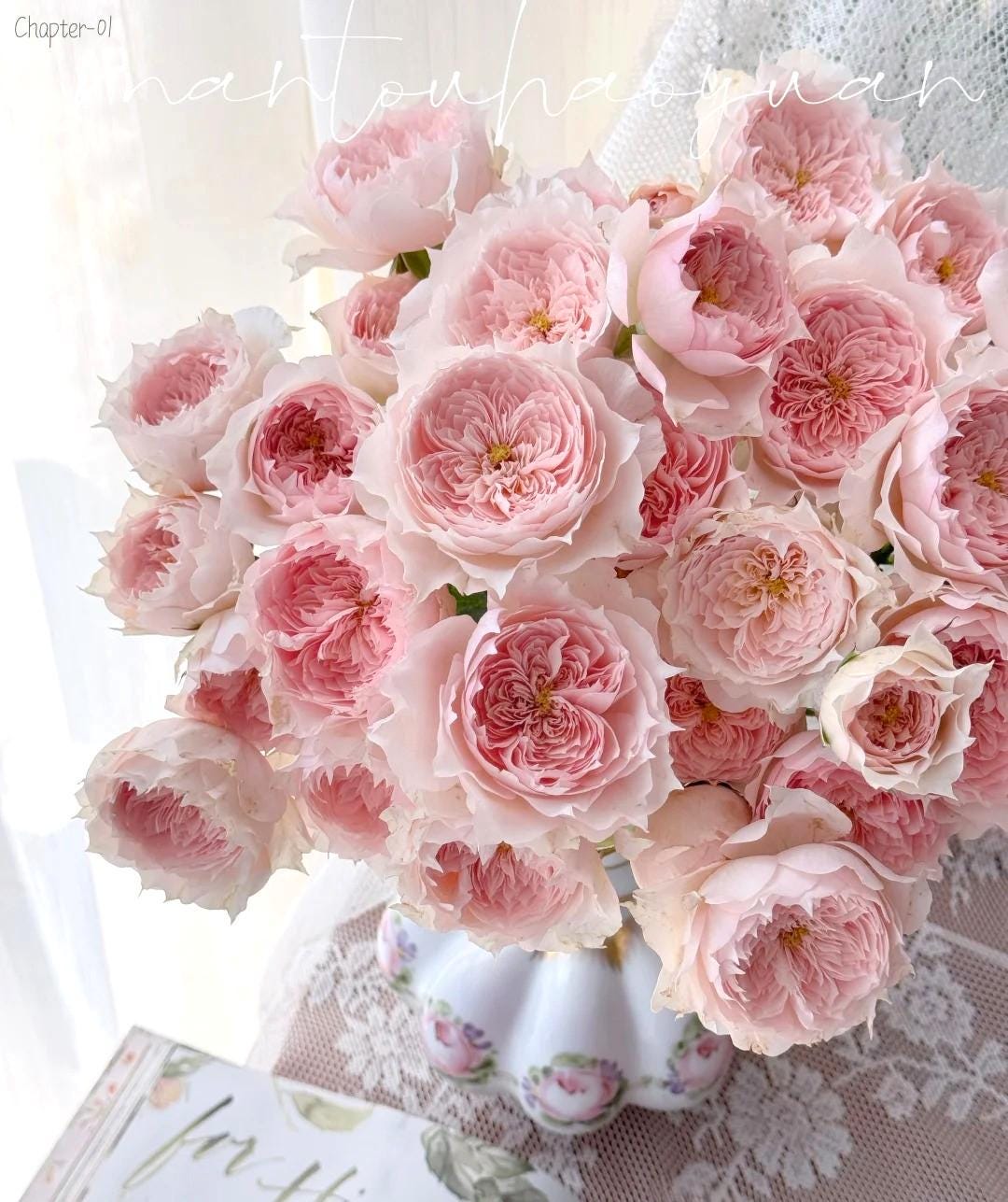 Rare Rose【monique Darve】, Popular Rose (莫妮卡戴维), 2-3gal Live Plant ...