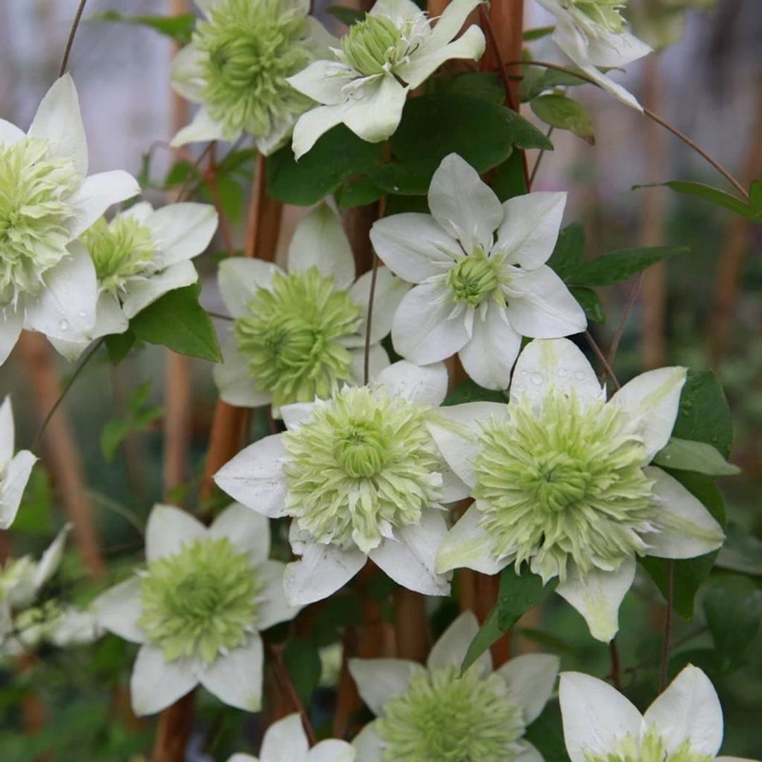 Rare Clematis【alba Plena】, Popular Japanese Clematis (小绿), 2gal Live ...