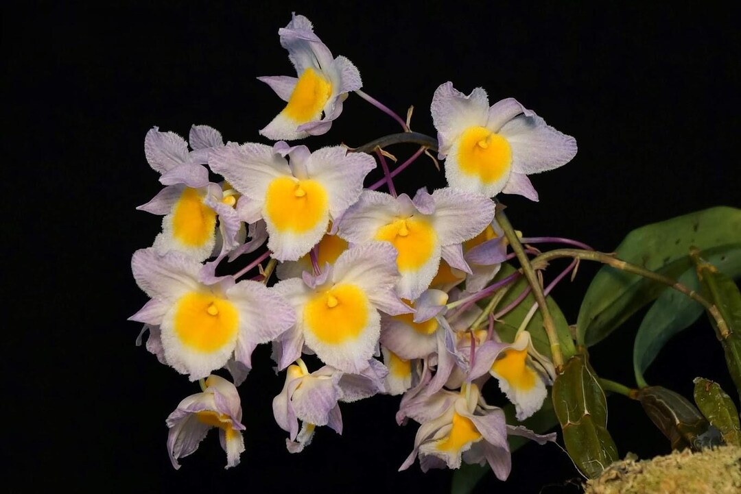 Dendrobium Farmeri (pink Bloom), Fragrant, Blooming Size, Pink Flower ...