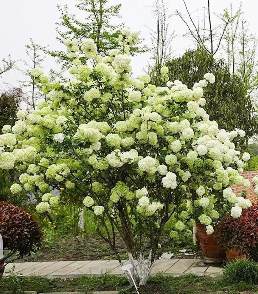 Chinese Snowball Viburnum (viburnum Macrocephalum) - 5 Gallon Size ...
