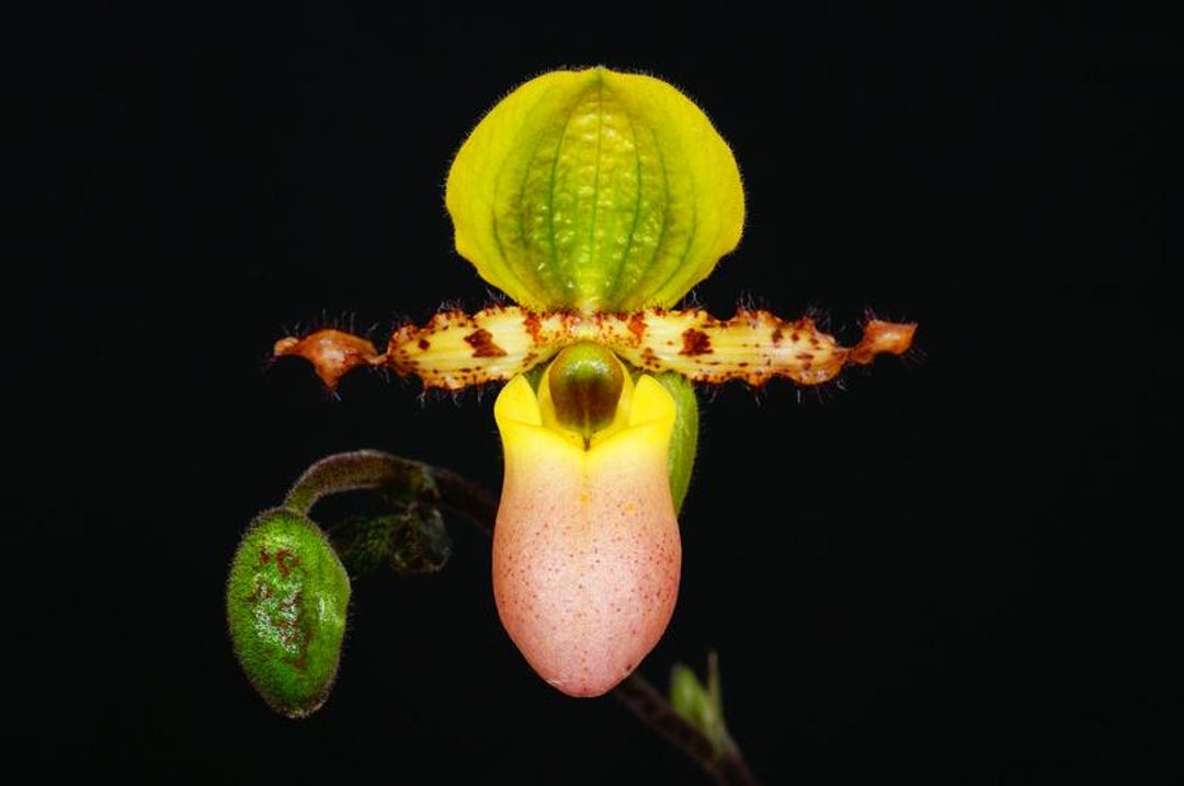 Paphiopedilum Primulinum Var. Purpurascens, Blooming Size, Yellow ...