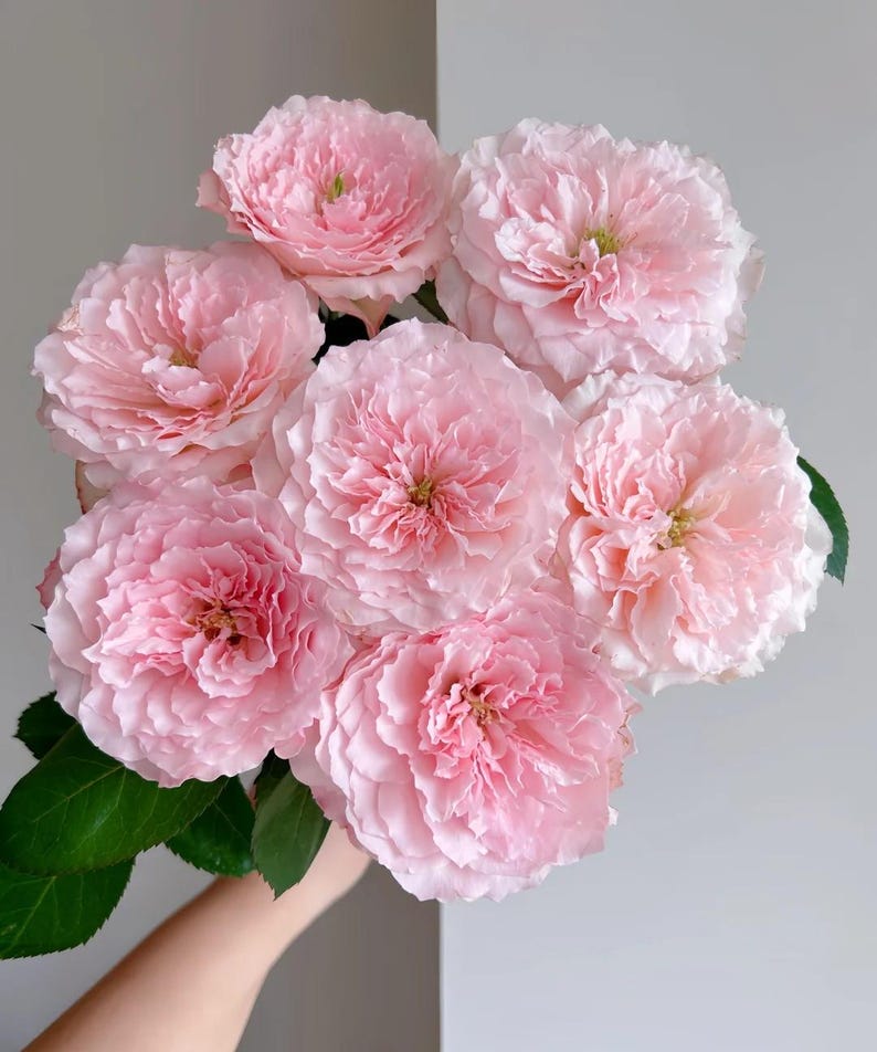 Rare Rose 'mayra's Rose Pink', Popular Rose (粉梅拉), 2-3gal Live Plant ...