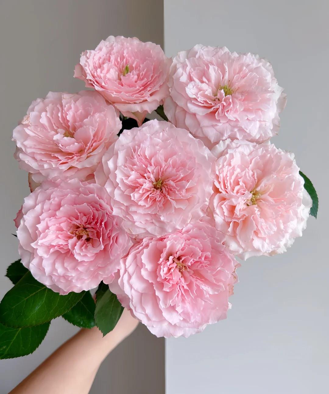 Rare Rose【mayra's Rose Pink】, Popular Rose (粉梅拉), 2-3gal Live Plant ...