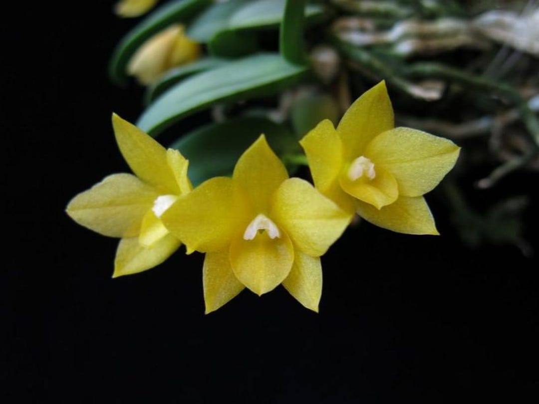Cattleya Cernua F. Aurea sophronitis Cernua Var. Aurea, Miniature ...