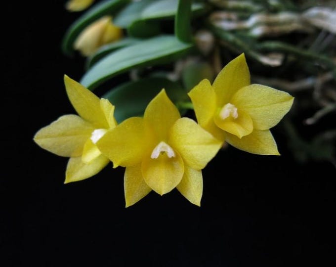 Cattleya Cernua F. Aurea (sophronitis Cernua Var. Aurea), Miniature ...