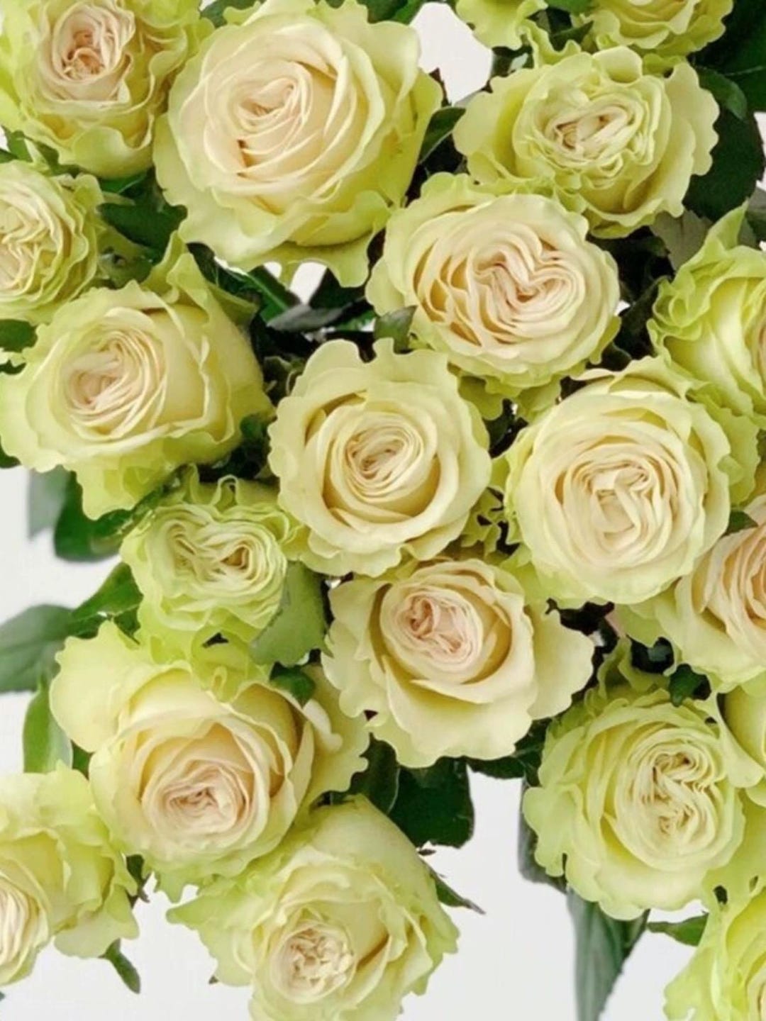 Rare Rose【dynamic】, Popular Rose (琉璃翠), 3-5gal Live Plant, Shrub Rose ...