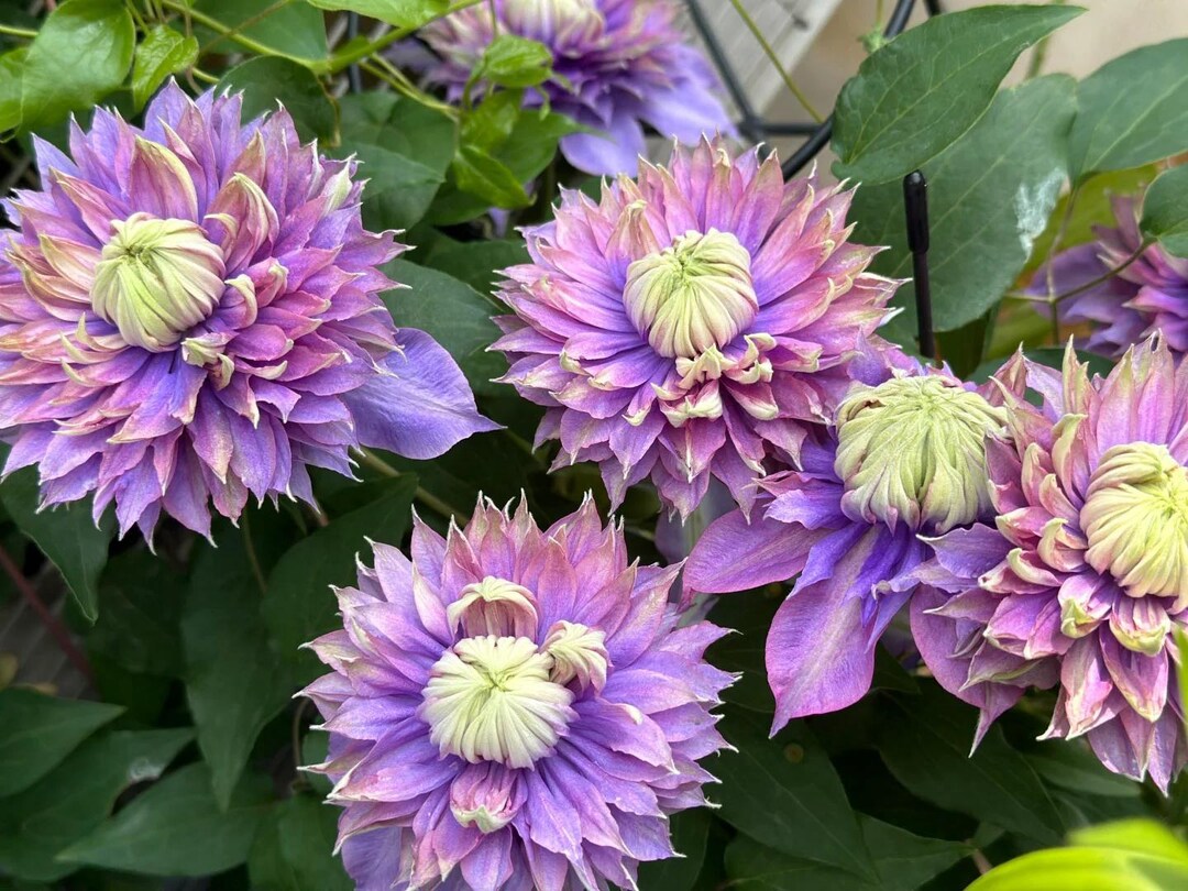Rare Clematis【magic Fountain】, Very Popular Clematis (魔法喷泉), 2gal Live Plant, Early Large Flower ...