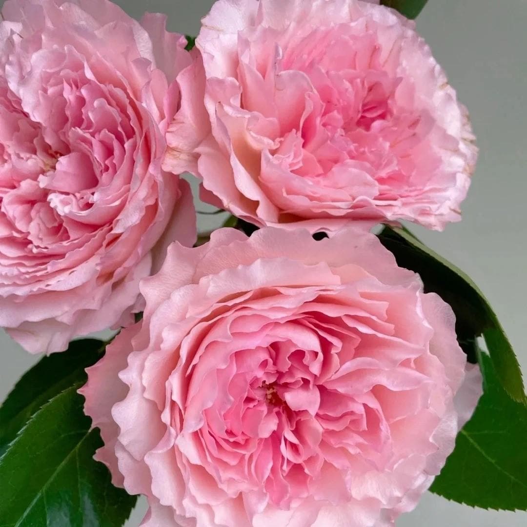 Rare Rose 'mayra's Rose Pink', Popular Rose (粉梅拉), 2-3gal Live Plant ...