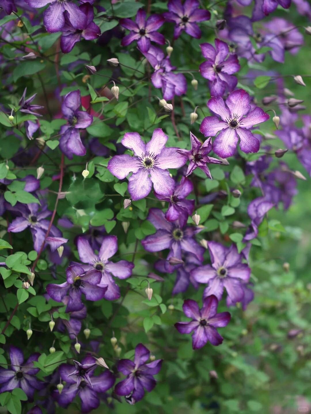 Rare Clematis【super Nova】, Popular Japanese Clematis (超新星), 2gal Live ...