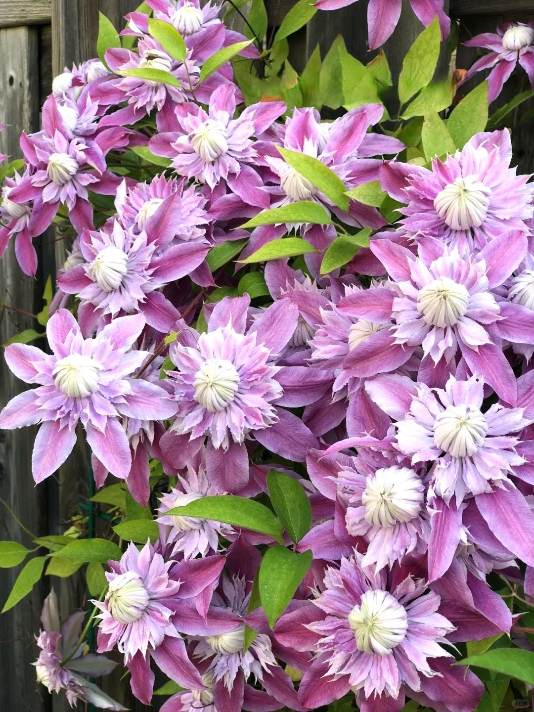 Rare Clematis【josephine】, Popular English Clematis (约瑟芬), 2gal Live Plant, Large Flower Clematis ...
