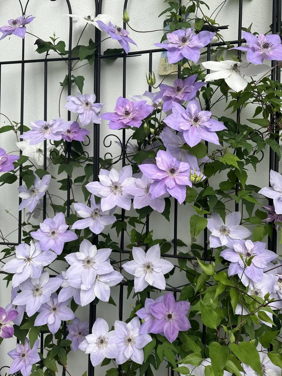 Rare Clematis【reflections】, Popular Japanese Clematis (倒影), 2gal Live ...